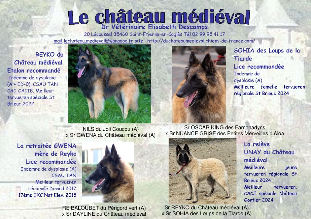 Accueil - Elevage Du Château Médiéval - eleveur de chiens Berger Belge